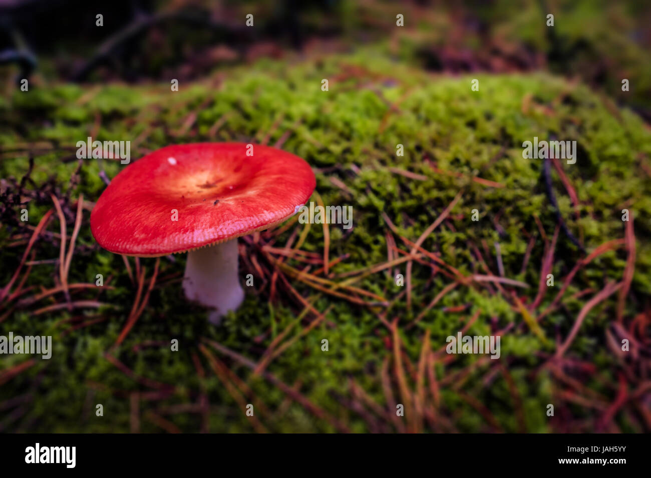 Red fungus mushroom on the forest floor Stock Photo - Alamy