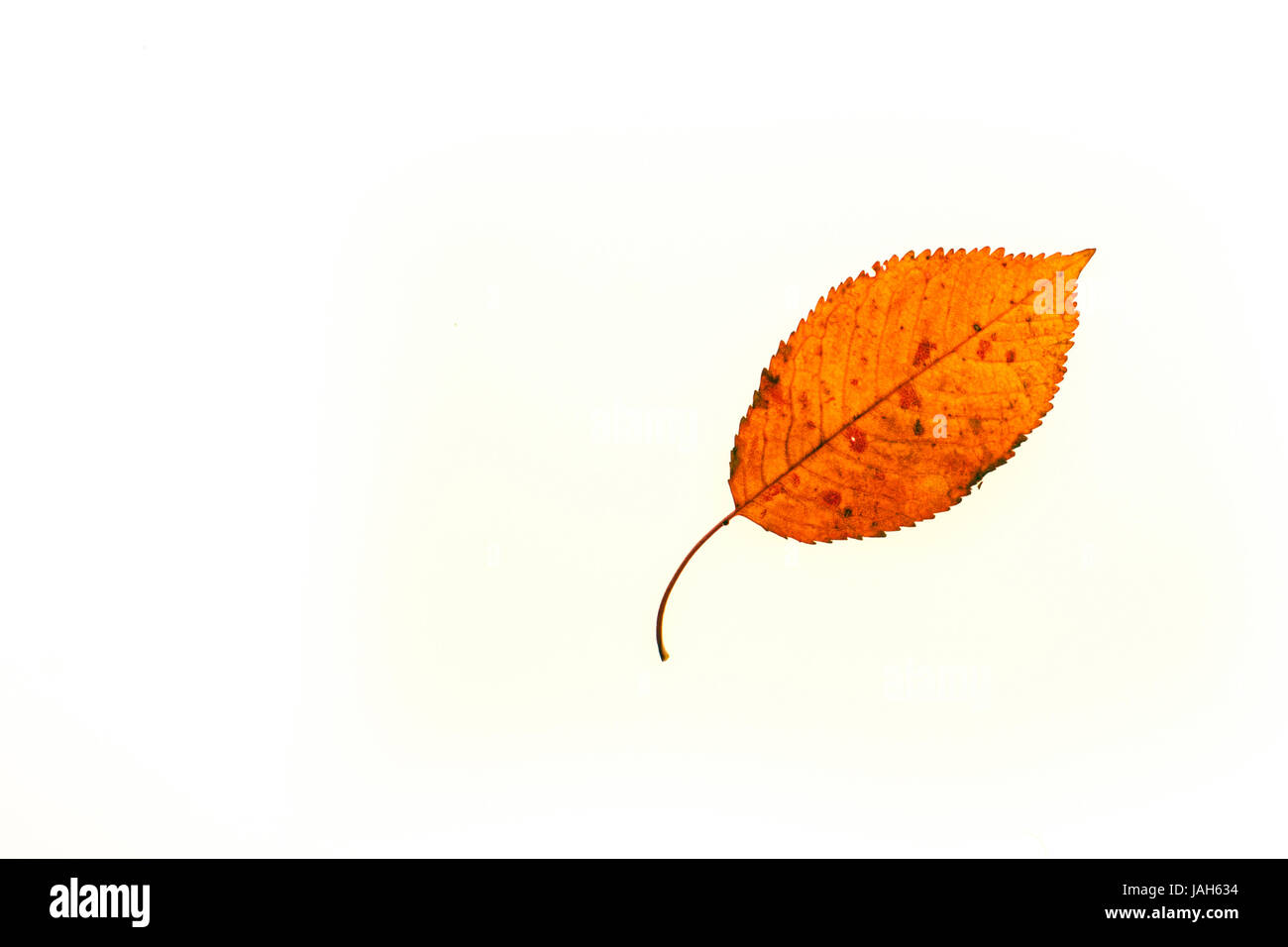 Beautiful autumn forest fallen leaves Cut Out Stock Images & Pictures ...
