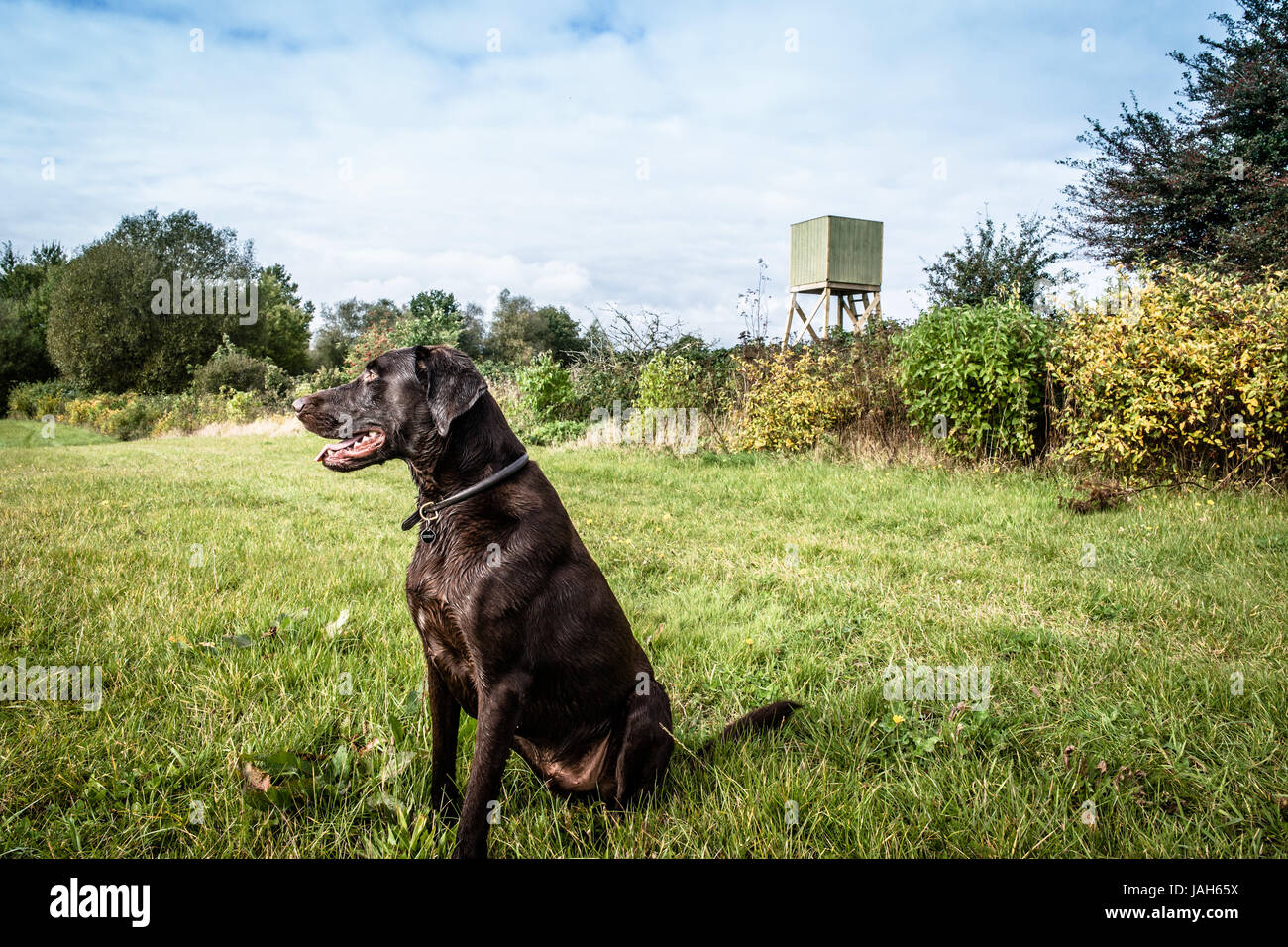Hunter dog on hide hi-res stock photography and images - Alamy