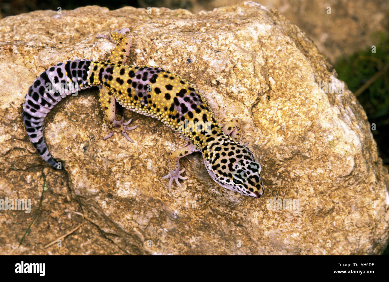 Leopard's geckos,Eublepharis macularius Stock Photo - Alamy