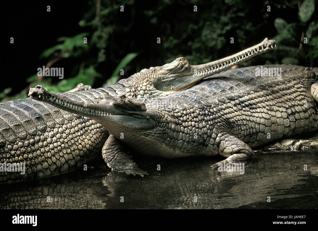 Gangesgavial,Gharial or real Gavial,Gavialis gangeticus,adult animals ...