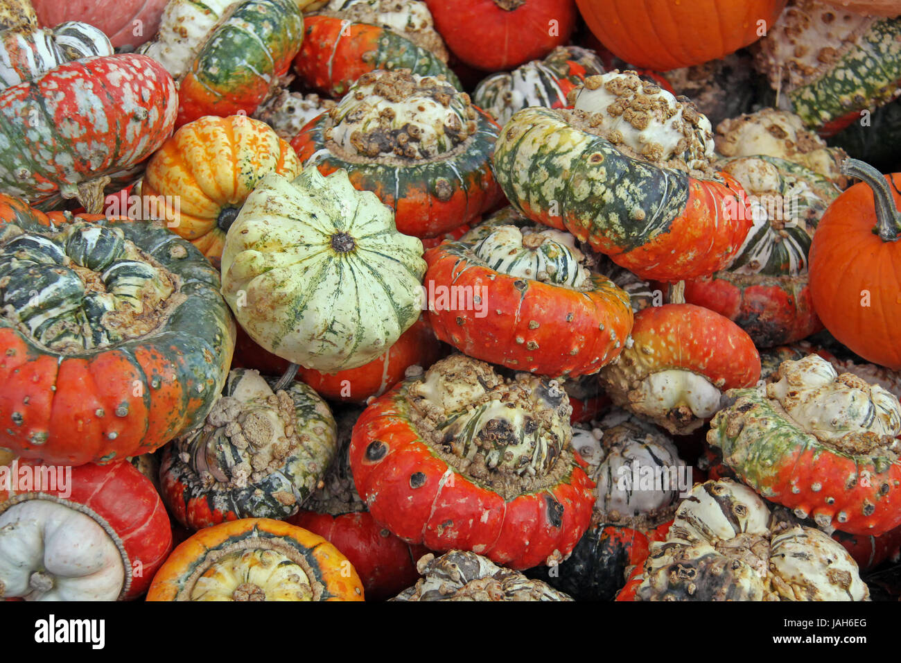 red turban and other gourds Stock Photo - Alamy