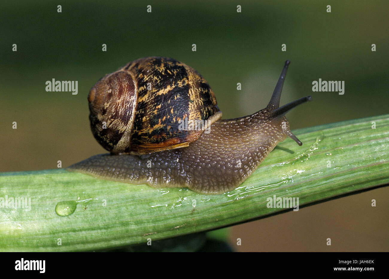 Cornu escargot hi-res stock photography and images - Alamy