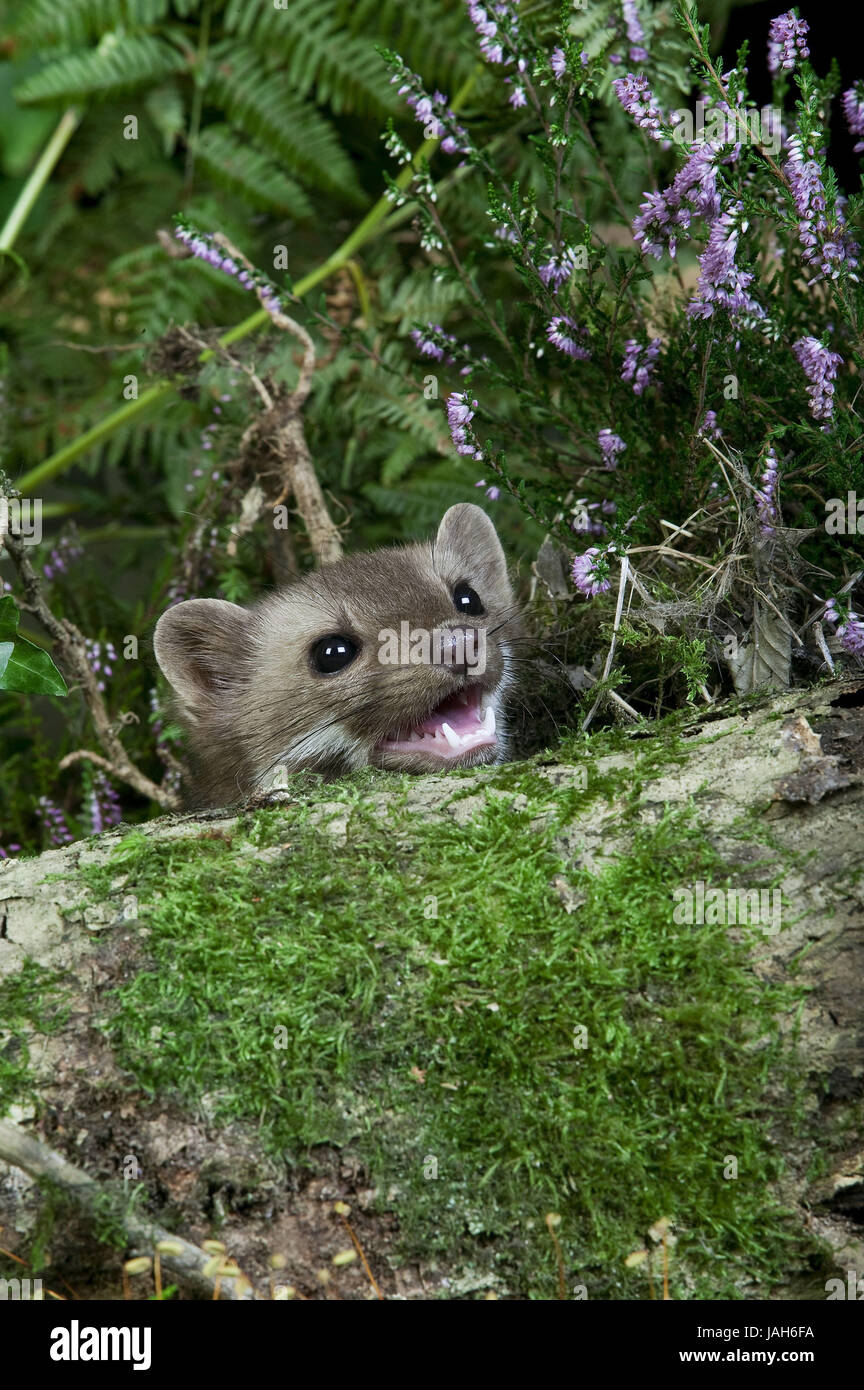 Stone marten,Martes foina,head,adult animal,Normandy Stock Photo - Alamy