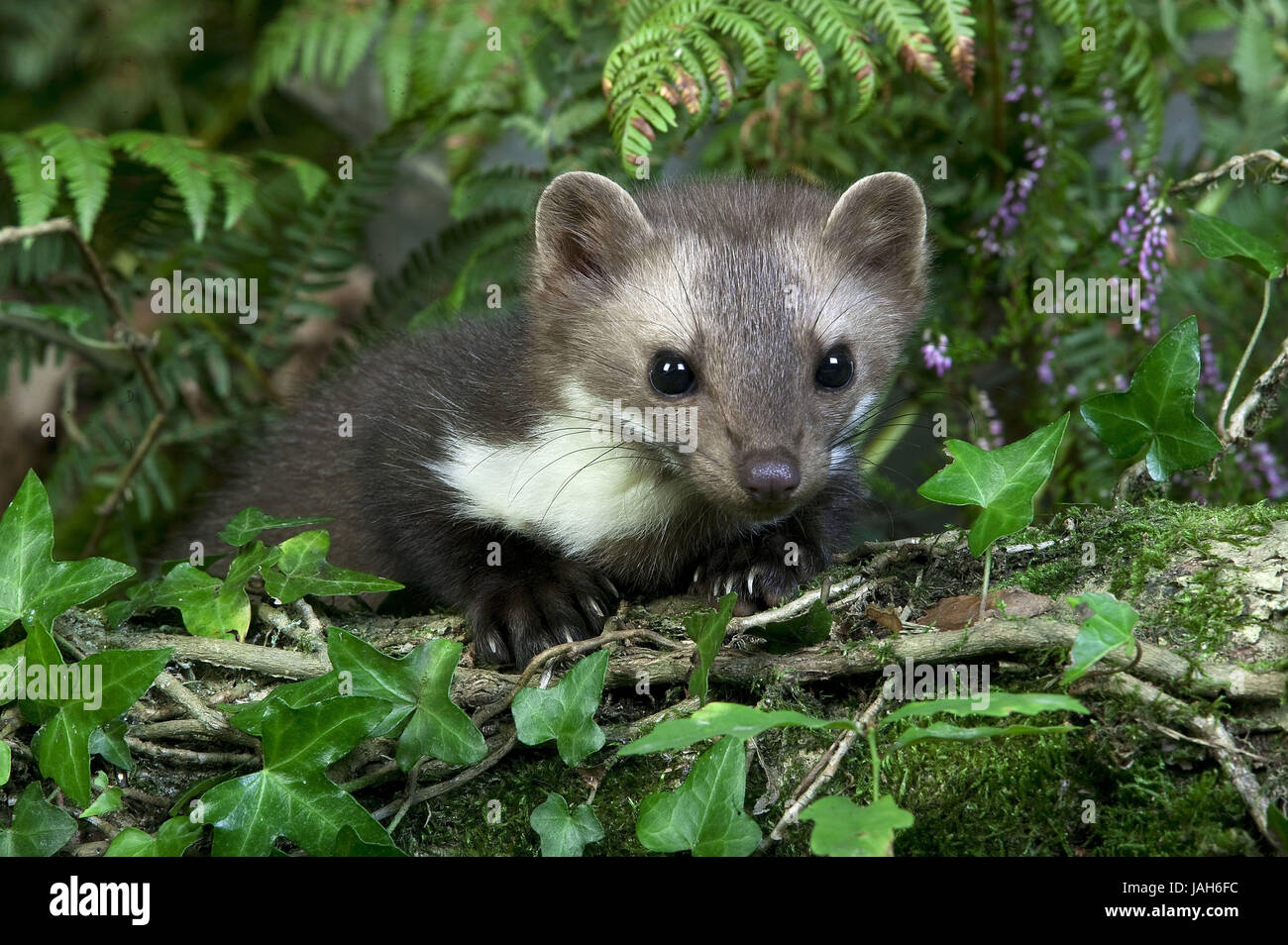 Stone marten,Martes foina,adult animal,Normandy Stock Photo - Alamy