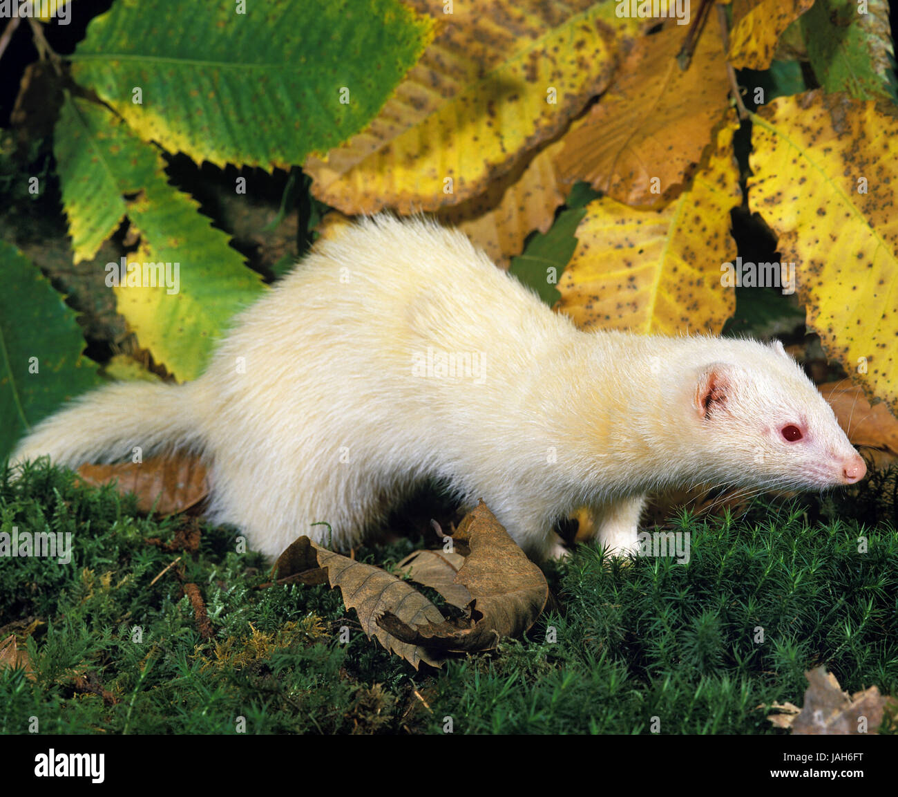 Ferrets or ferret,Mustela putorius furo,females Stock Photo - Alamy