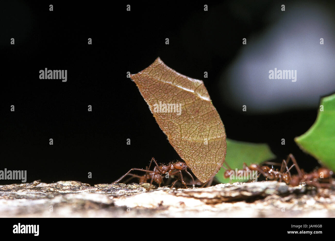 Leaf guts ant or Atta,Atta spec.,adult animal,carry,leaf part,ant heap ...