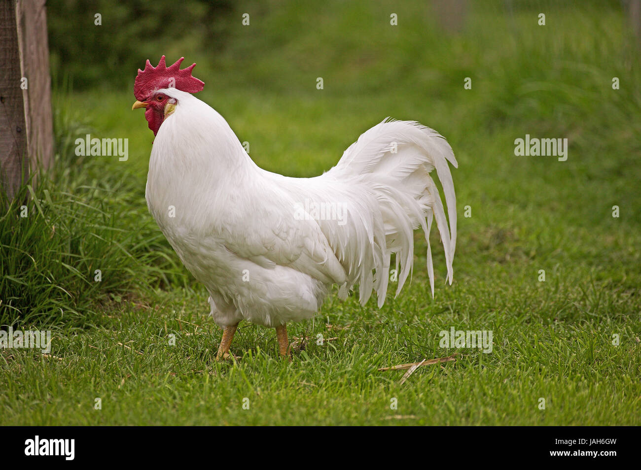 White Leghorn,house chicken,tap,stand,grass Stock Photo - Alamy