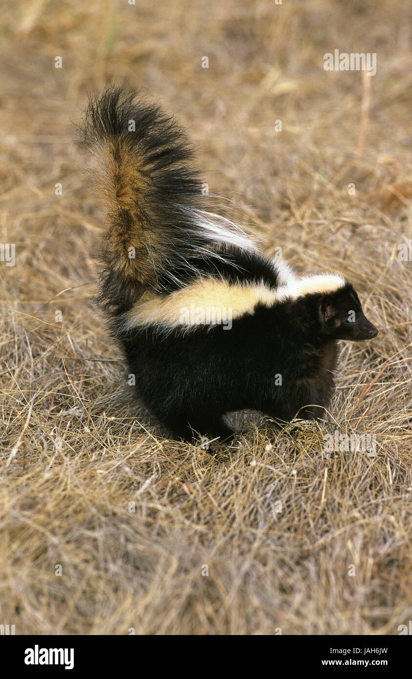 Skunk or skunk,Mephitis mephitis,adult animal Stock Photo - Alamy