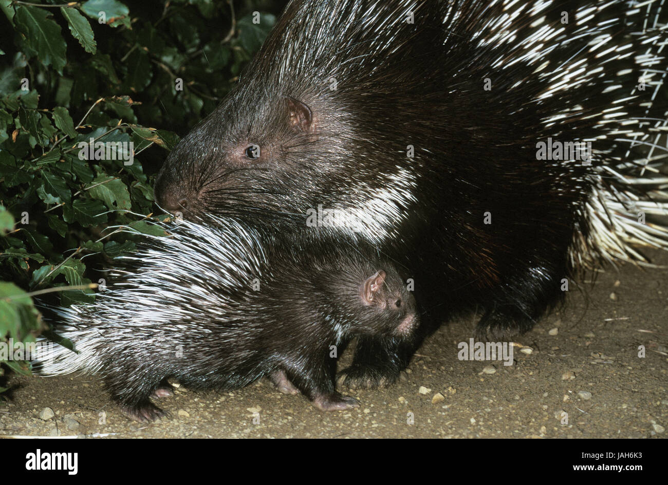 African porcupine hi-res stock photography and images - Alamy