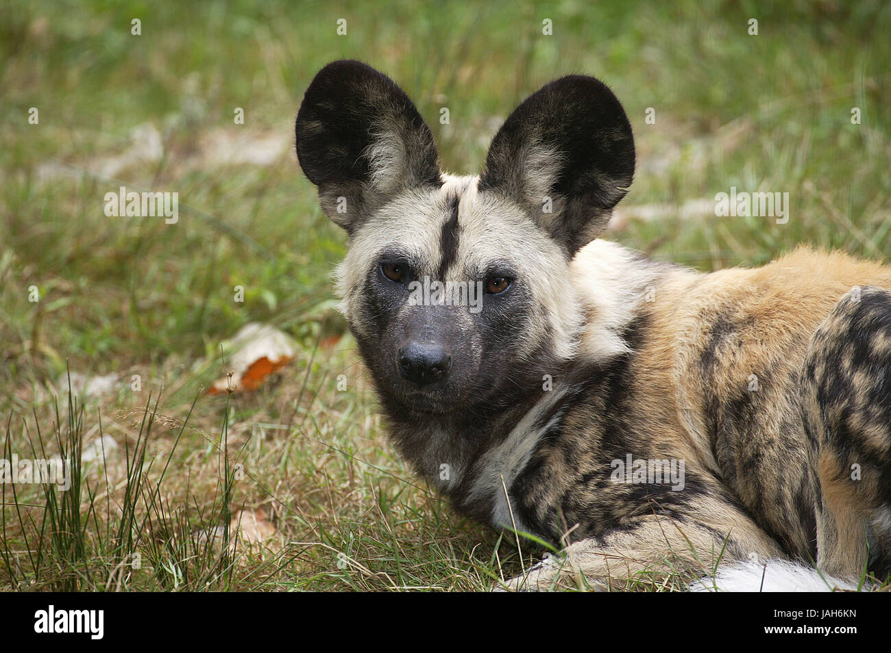 African wild dog,Lycaon pictus,adult animal,portrait Stock Photo - Alamy
