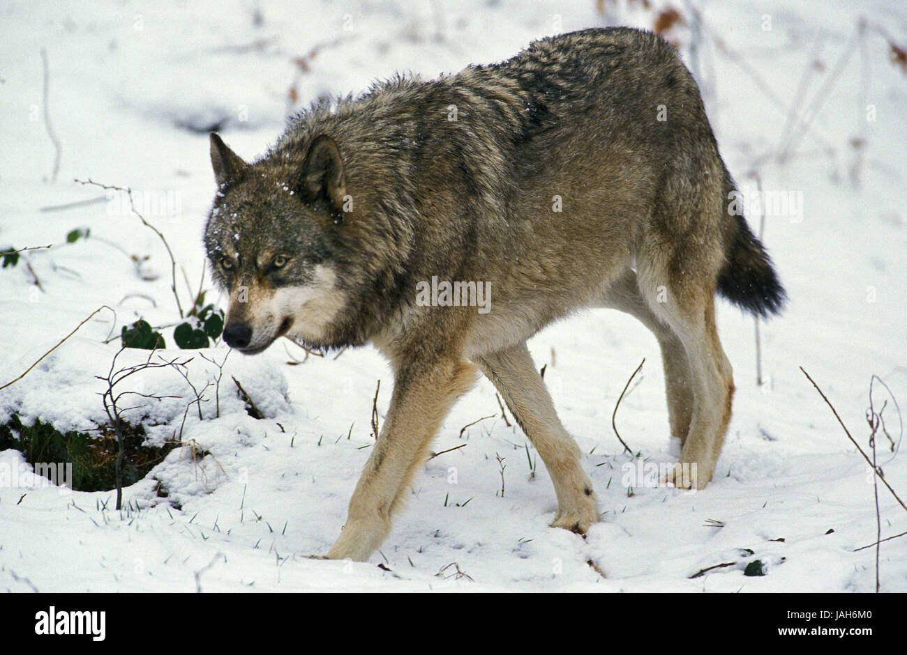 Animal stand hi-res stock photography and images - Alamy