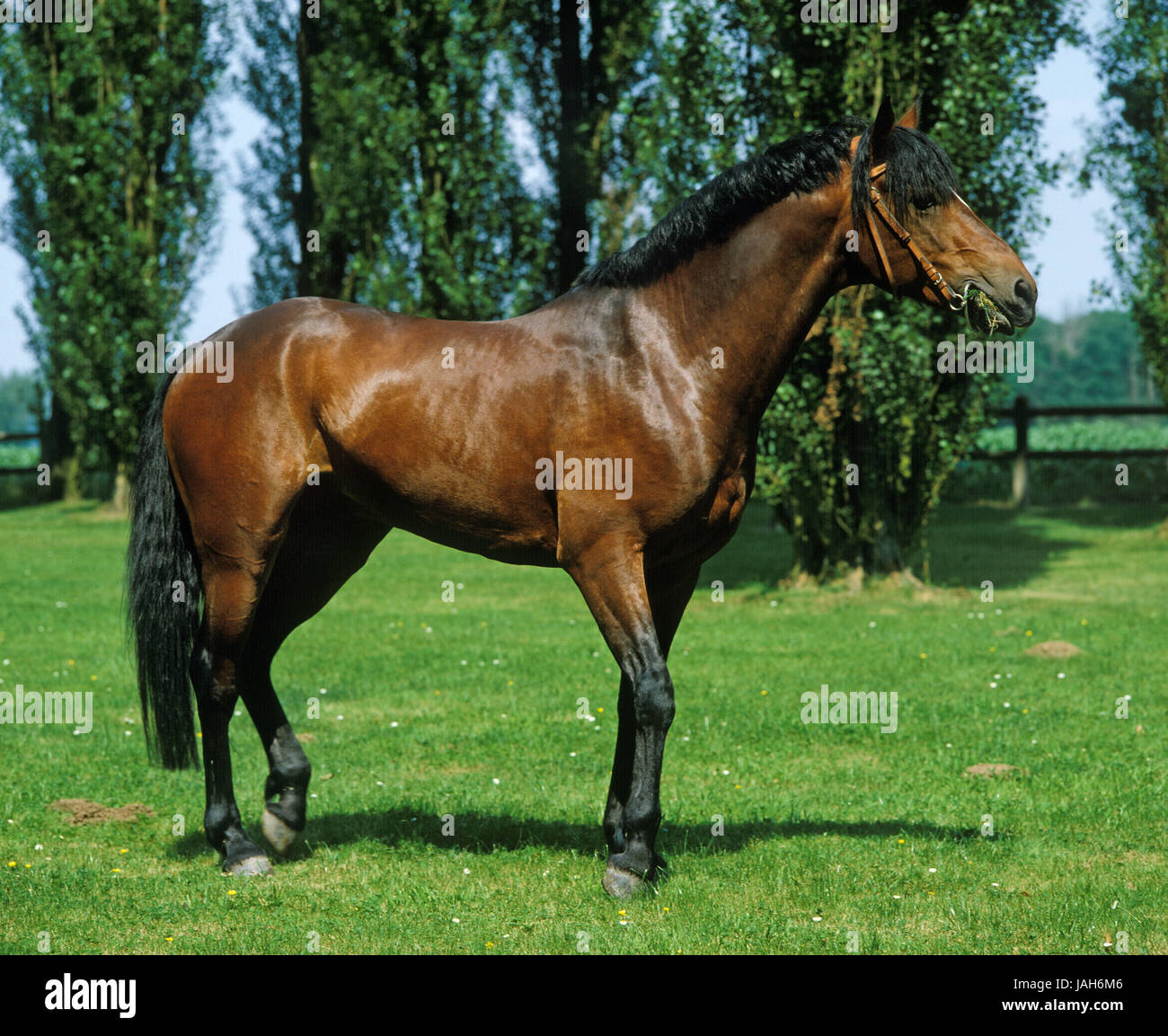 Connemara pony,adult animal Stock Photo - Alamy