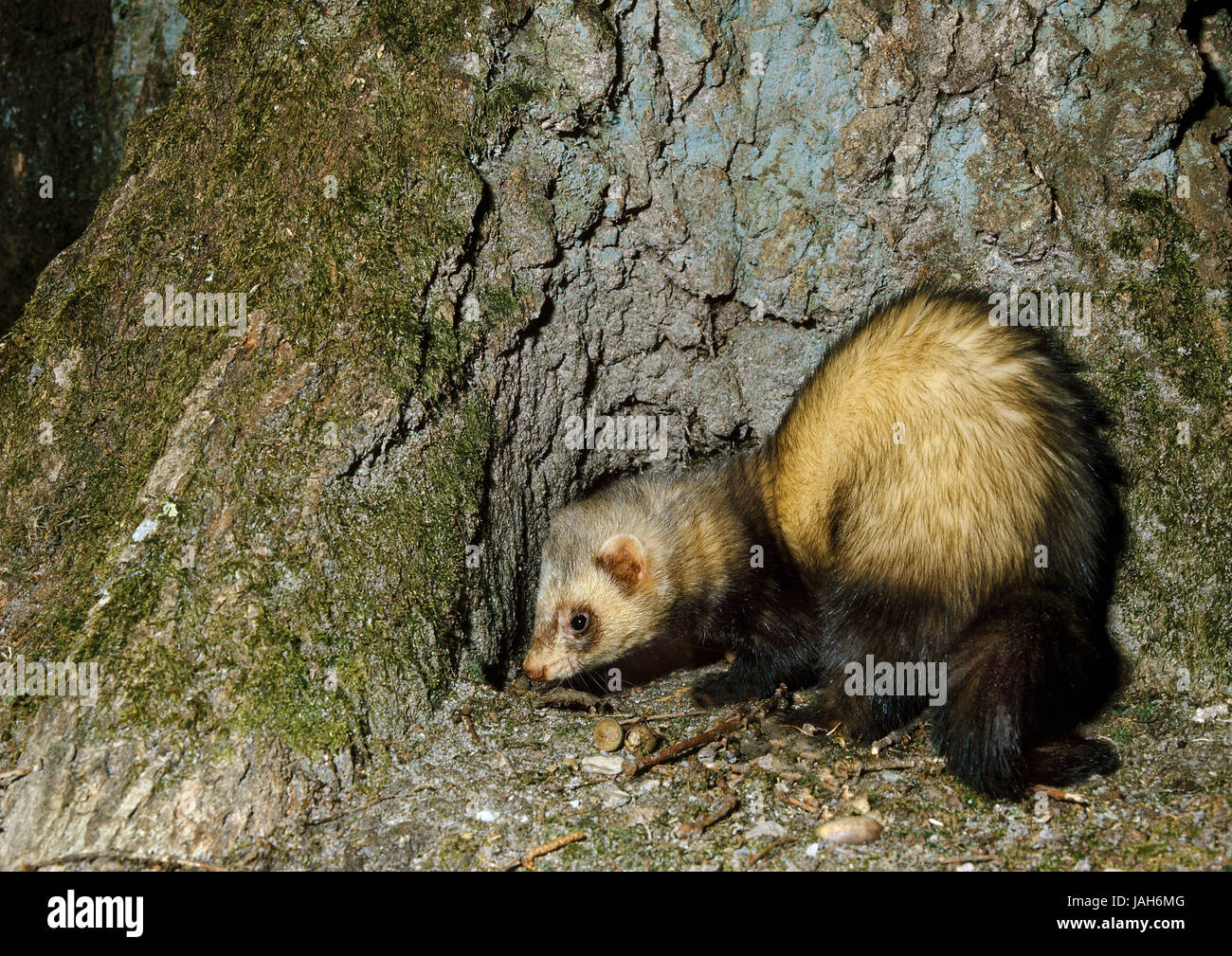 Polecat Animal High Resolution Stock Photography and Images - Alamy