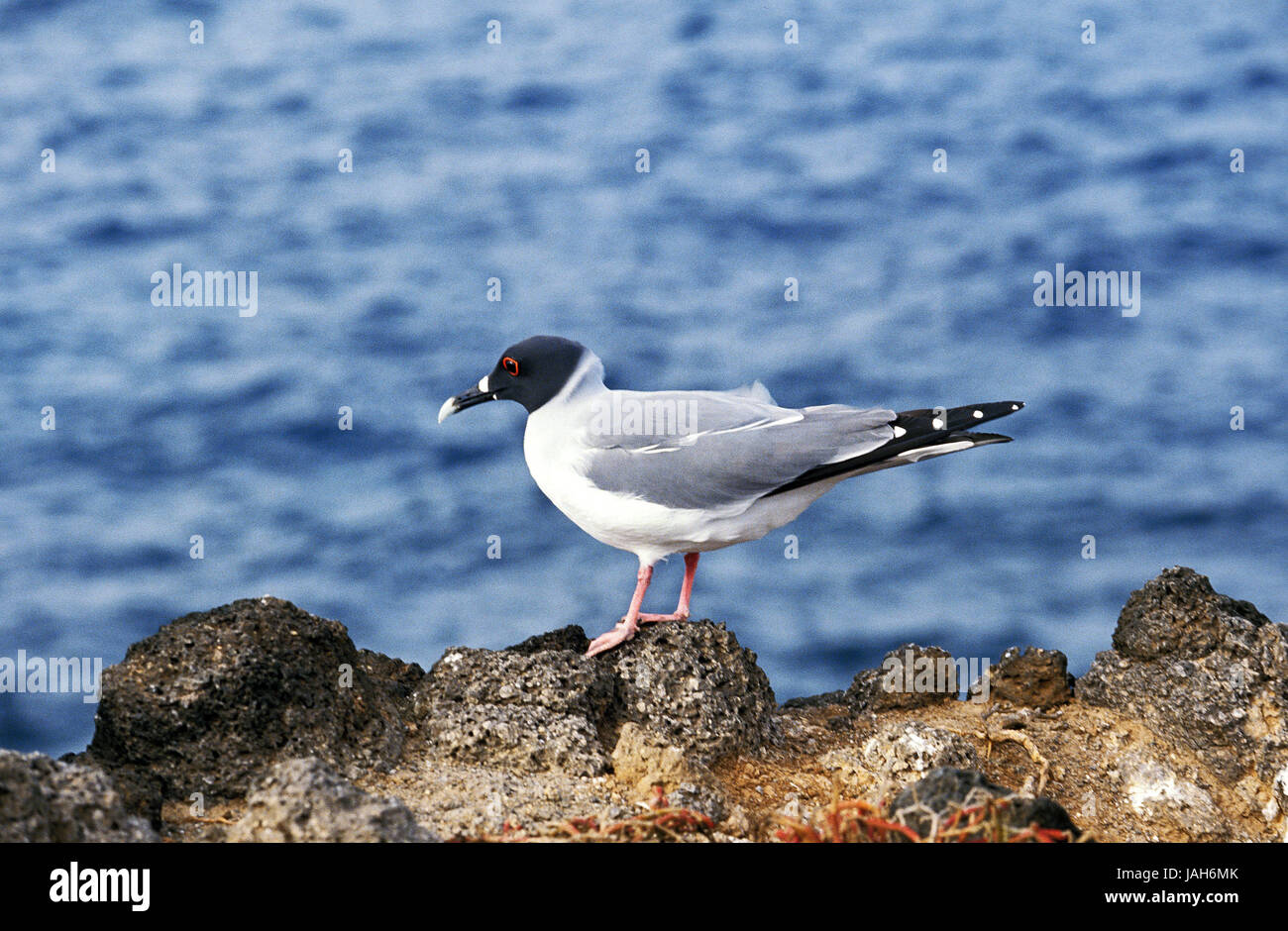 Fork tail gull hi-res stock photography and images - Alamy