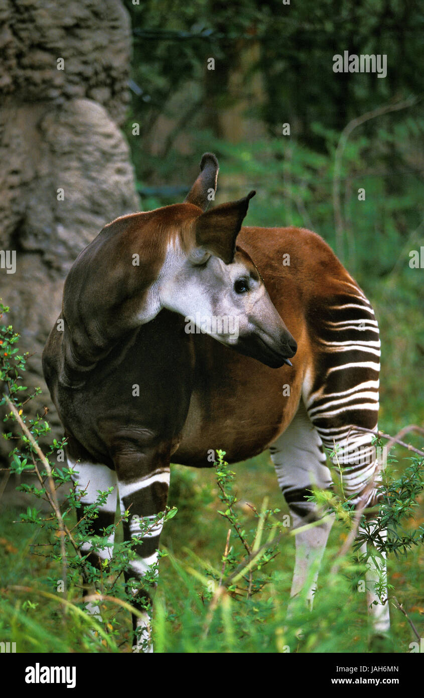 Okapi okapia johnstoni adult hi-res stock photography and images - Alamy