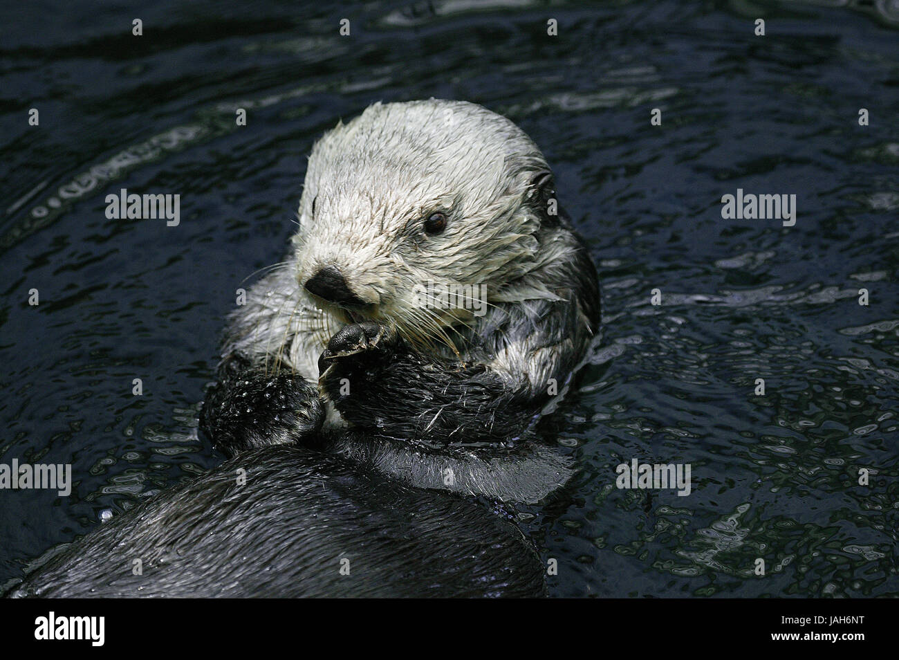 Sea viper,Kalan or sea viper,Enhydra lutris,adult animal,California ...