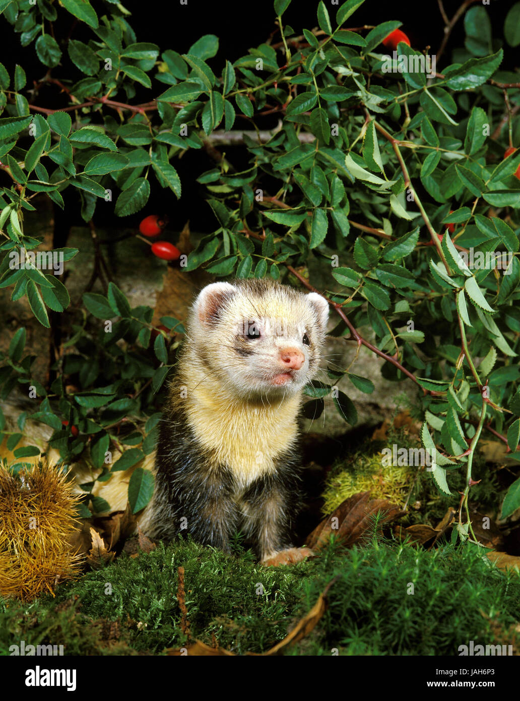 Polecat animal hi-res stock photography and images - Alamy
