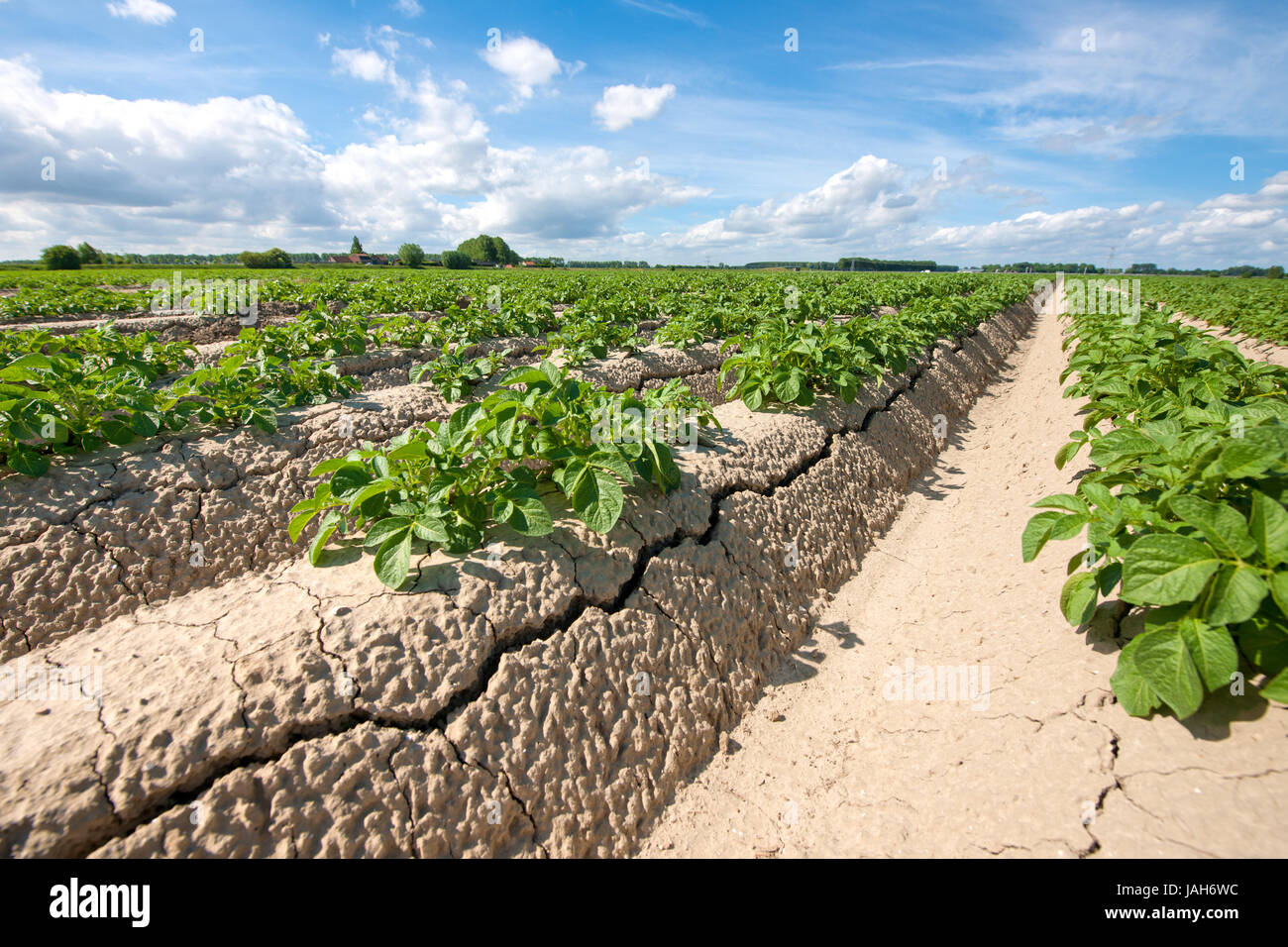 Potato plants on a very dry field Stock Photo - Alamy