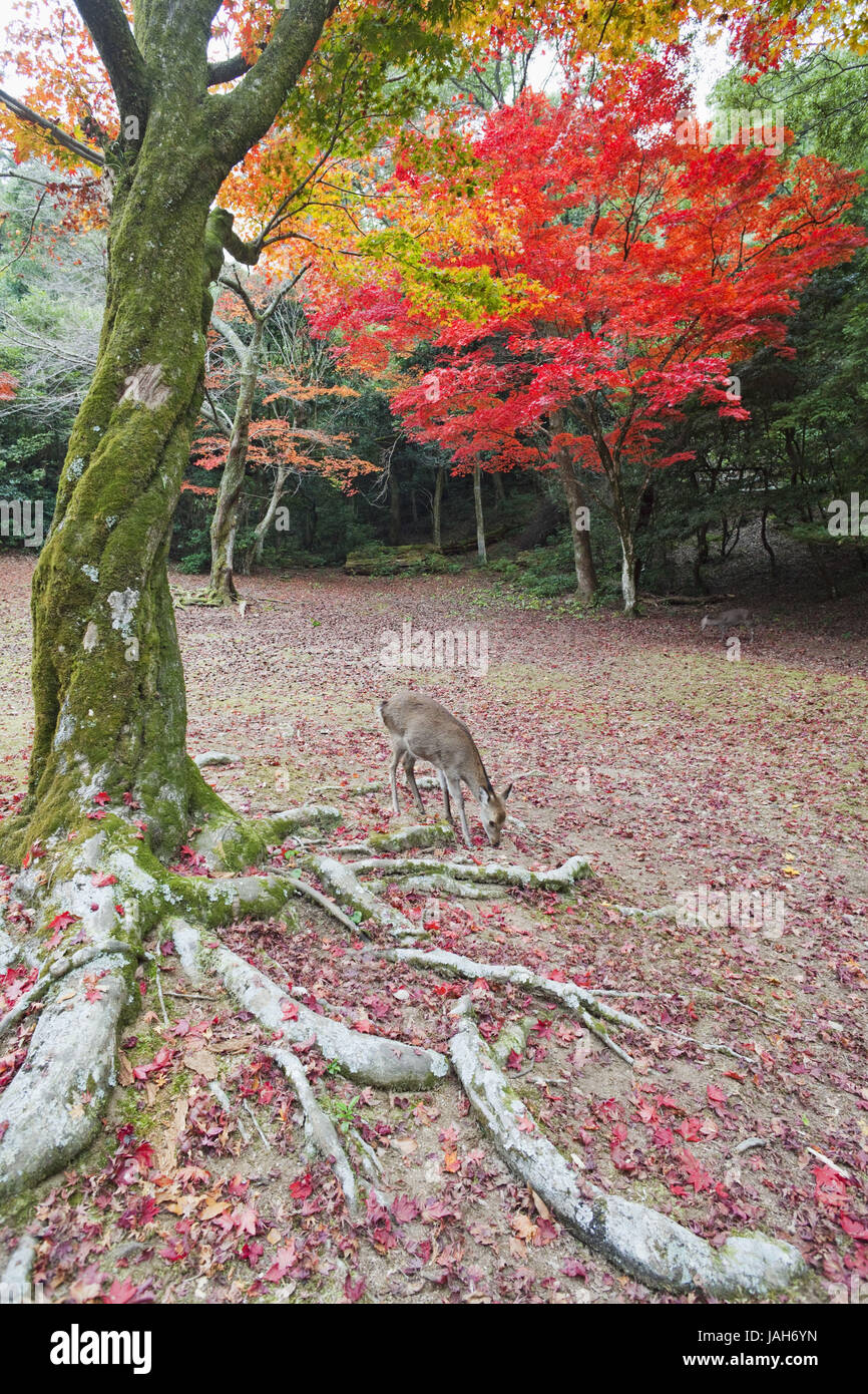 Venison island hi-res stock photography and images - Alamy