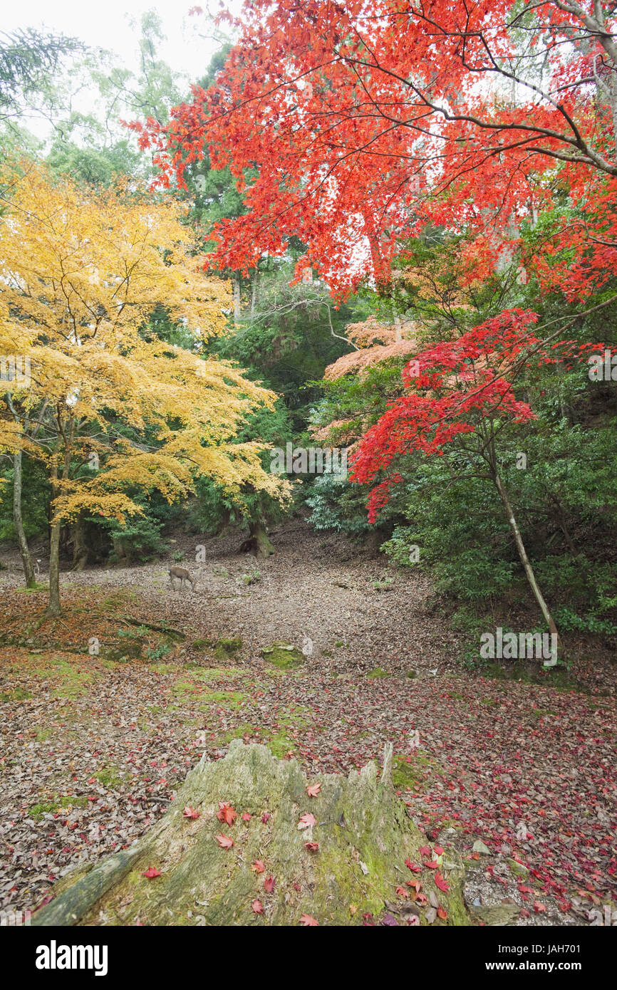 Japan,Miyajima island,Omoto park,venison,trees,autumn foliage Stock ...