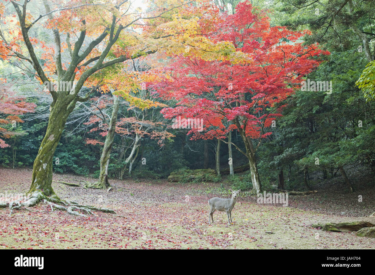 Japan,Miyajima island,Omoto park,venison,trees,autumn foliage Stock ...