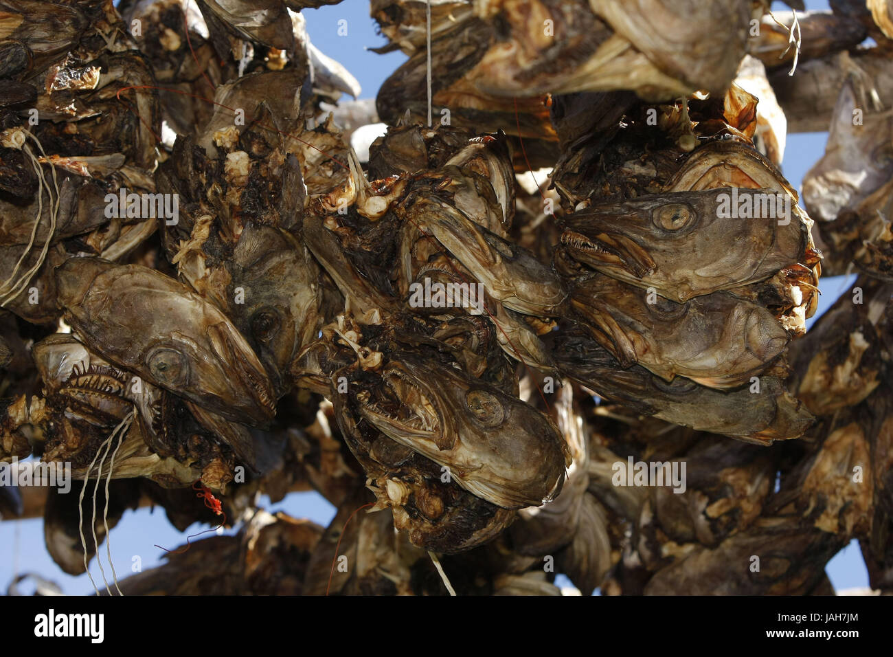 Fish fish heads hi-res stock photography and images - Alamy