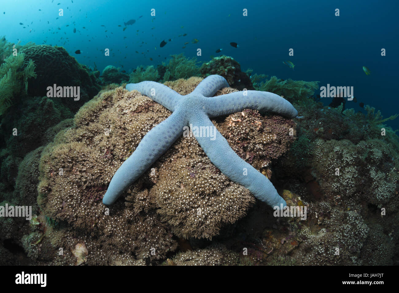 Blue round arm starfish in the reef,Linckia laevigata,Alam Batu,Bali ...