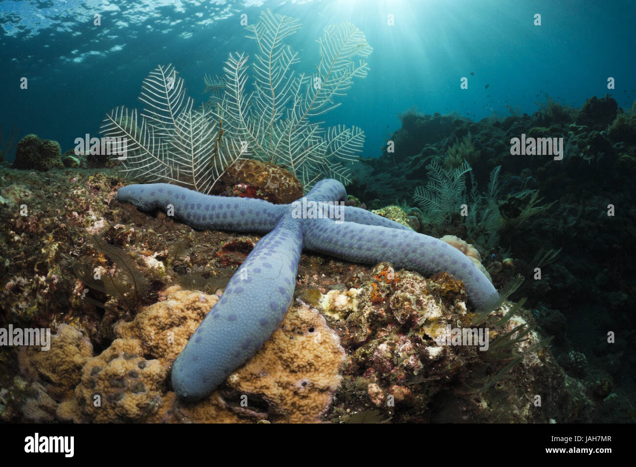 Blue round arm starfish in the reef,Linckia laevigata,Alam Batu,Bali ...