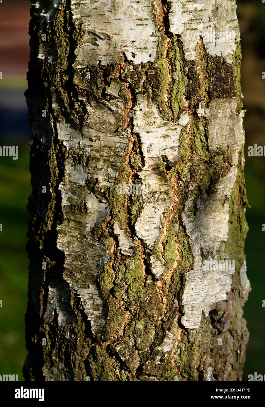 Silver birch tree bark hi-res stock photography and images - Alamy