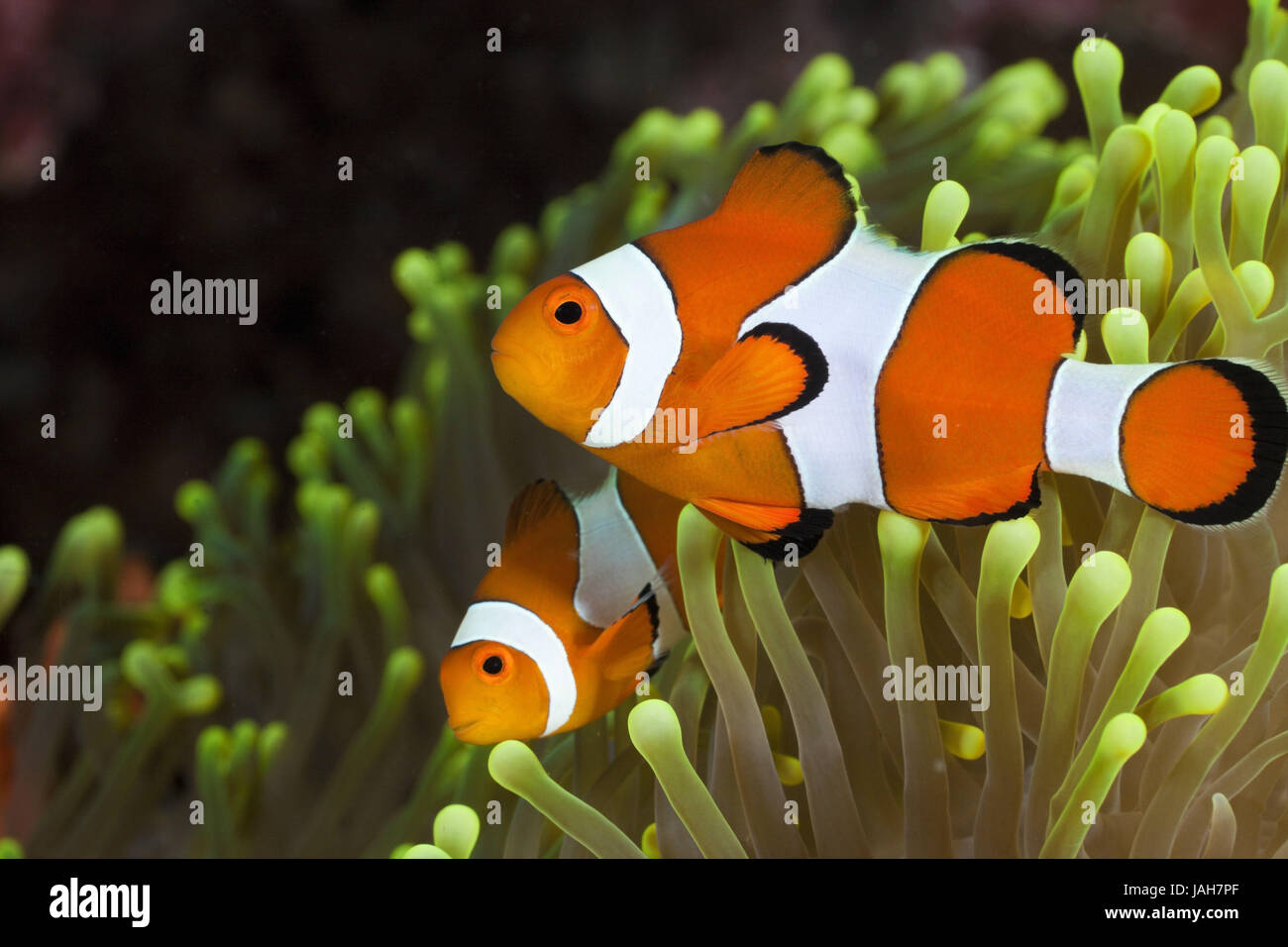 Clown-anemone fish,Amphiprion percula,Alam Batu,Bali,Indonesia Stock ...