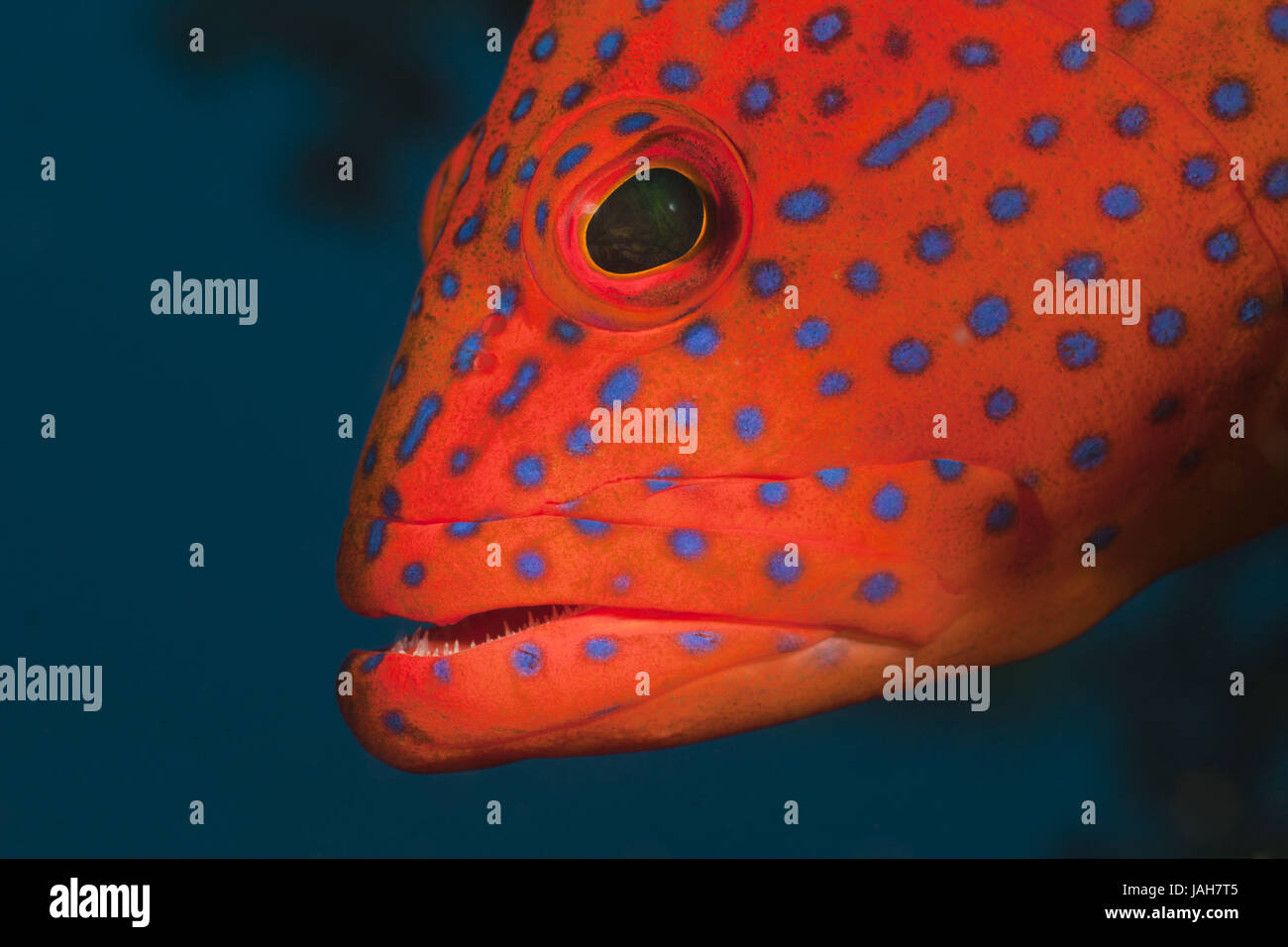 Jewels-jag perch,Cephalopholis miniata,medium close-up,Alam Batu,Bali ...