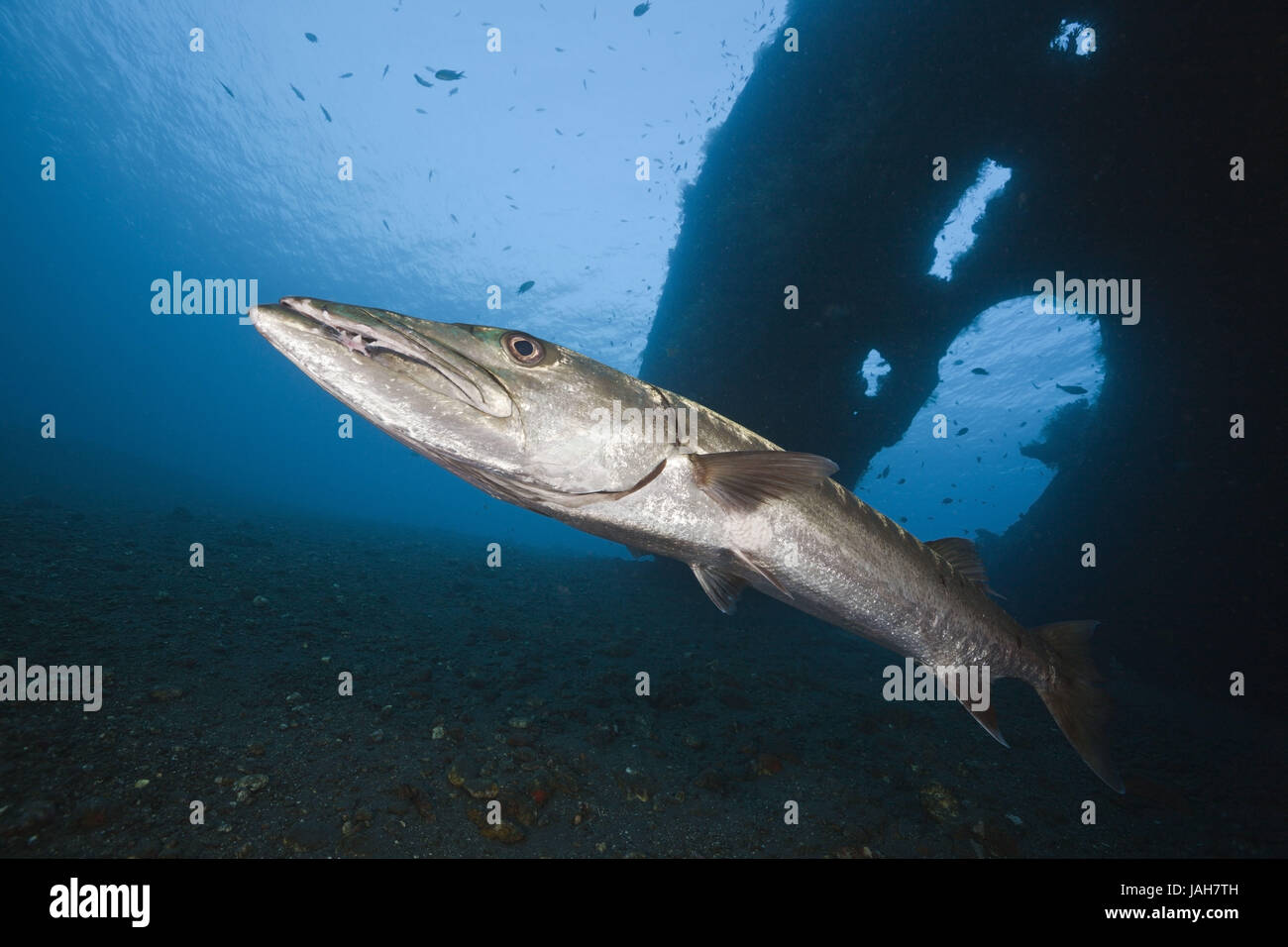 Small barracuda hi-res stock photography and images - Alamy