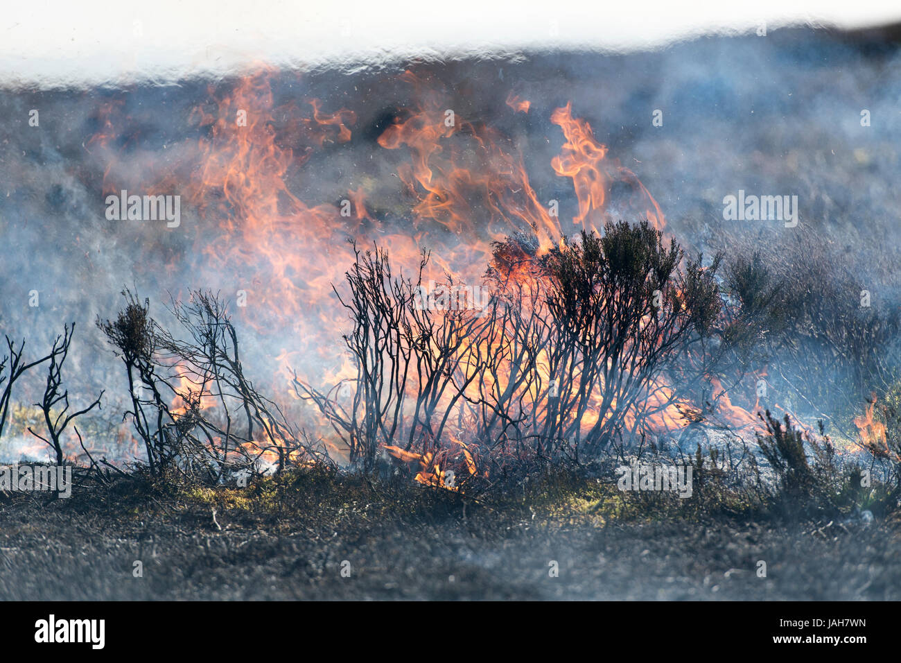Heather burning on a Grouse Moor in the Yorkshire Dales, UK Stock Photo ...