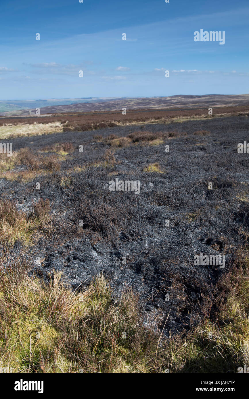 Burnt heather after a controlled fire on a moor to encourage new growth ...