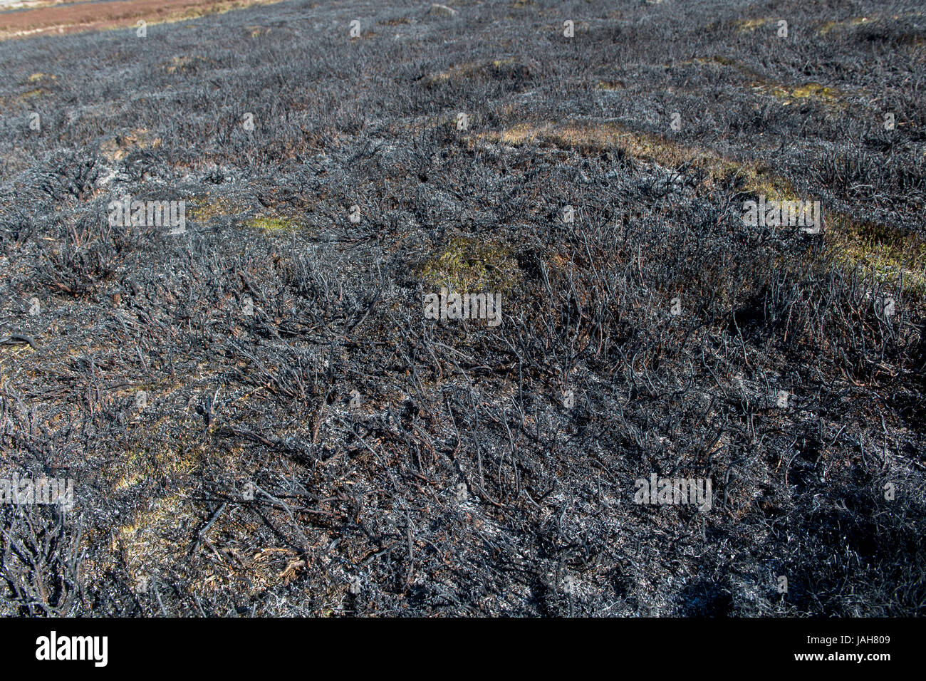 Burnt heather hi-res stock photography and images - Alamy