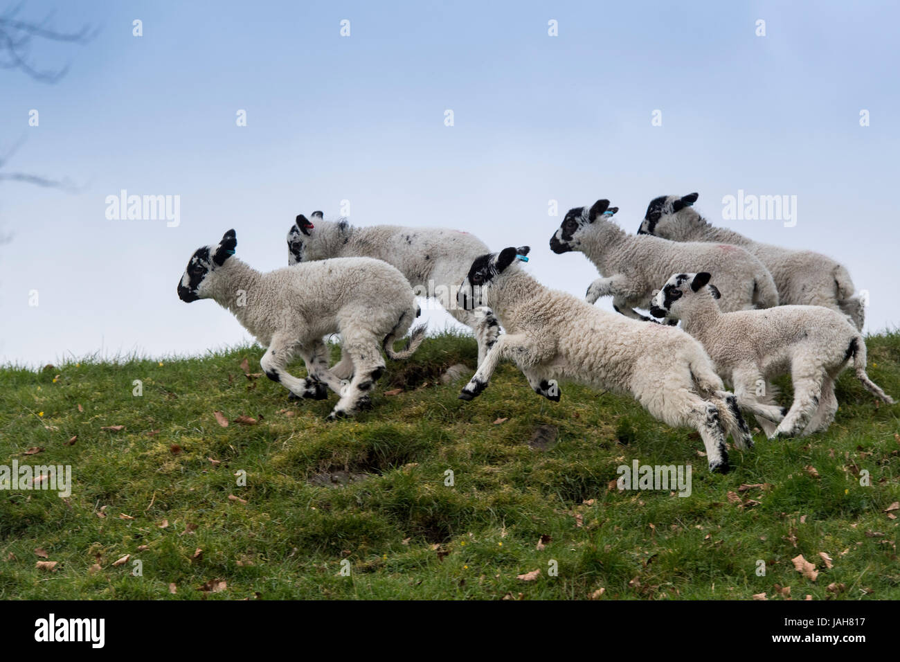 Springing lamb hi-res stock photography and images - Alamy