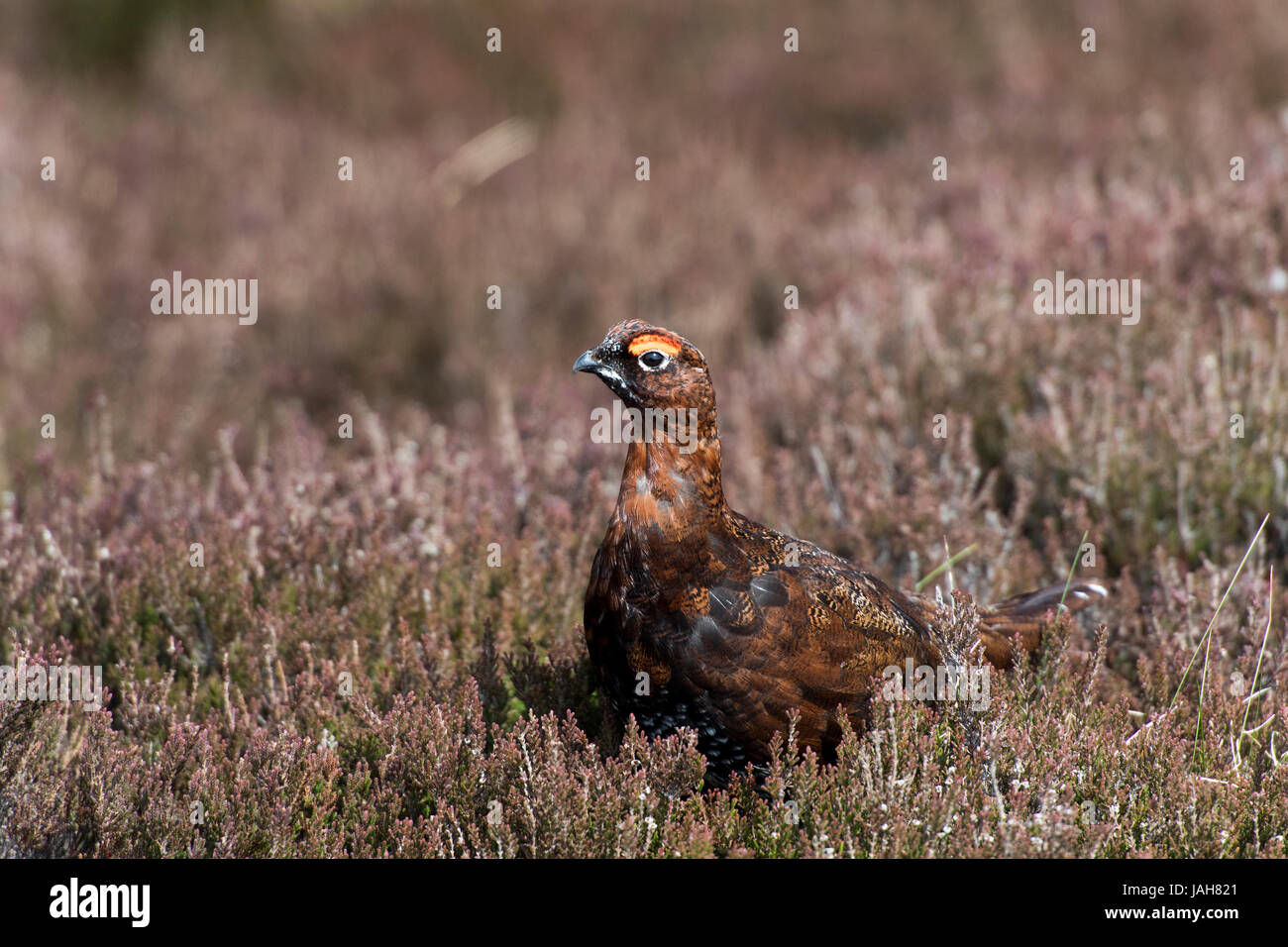 Red grouse, Lagopus lagopus scotica, displaying on moorland in North ...