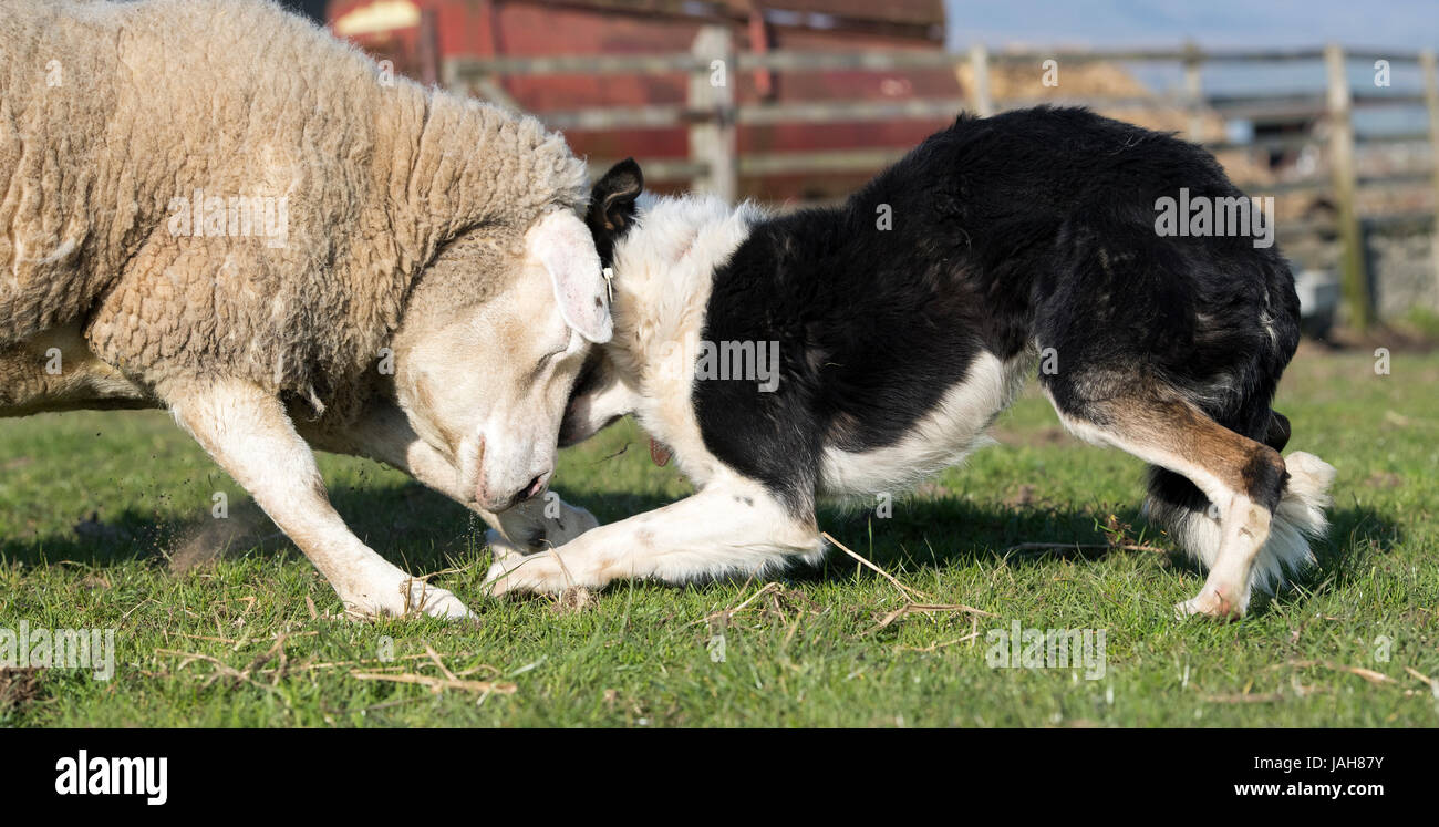 Border collie sheepdog getting attacked by a texel ewe protecting its ...