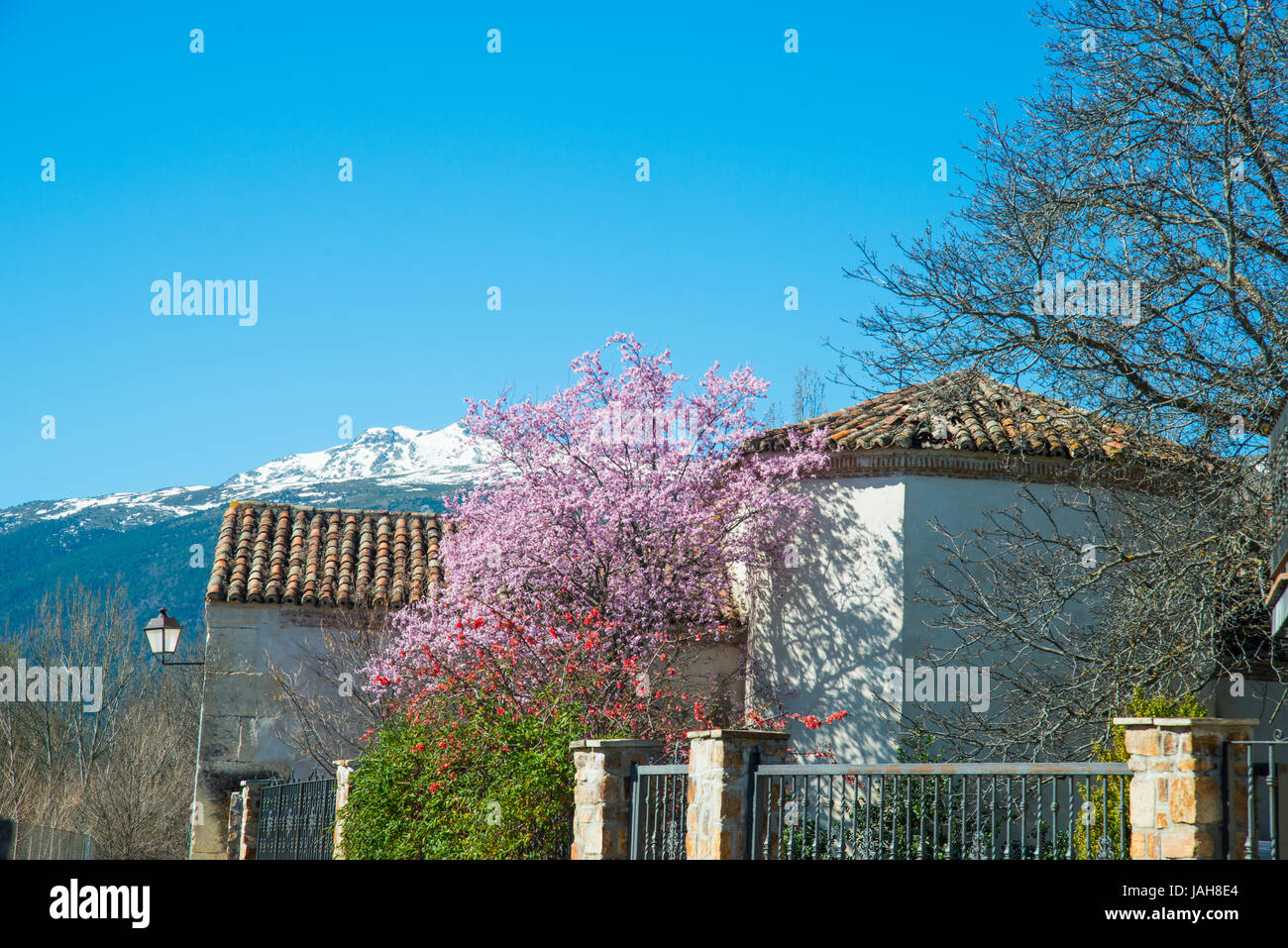 House, flowered tree and view of Peñalara peak. Rascafria, Madrid ...