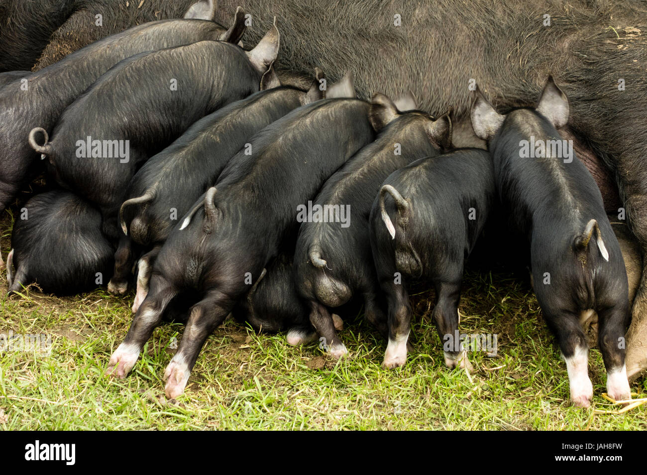 Pig litter hi-res stock photography and images - Alamy