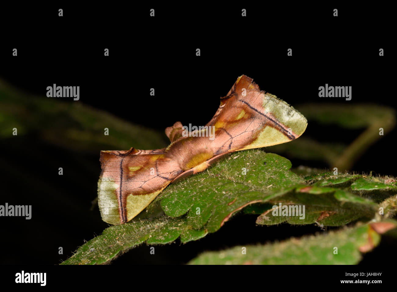 American Silkworm Moth (Epia muscosa) adult resting on leaf, Turrialba ...