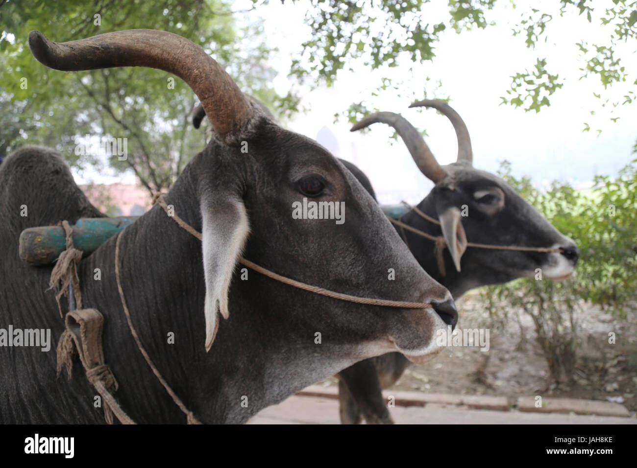 Indian Ox High Resolution Stock Photography and Images - Alamy