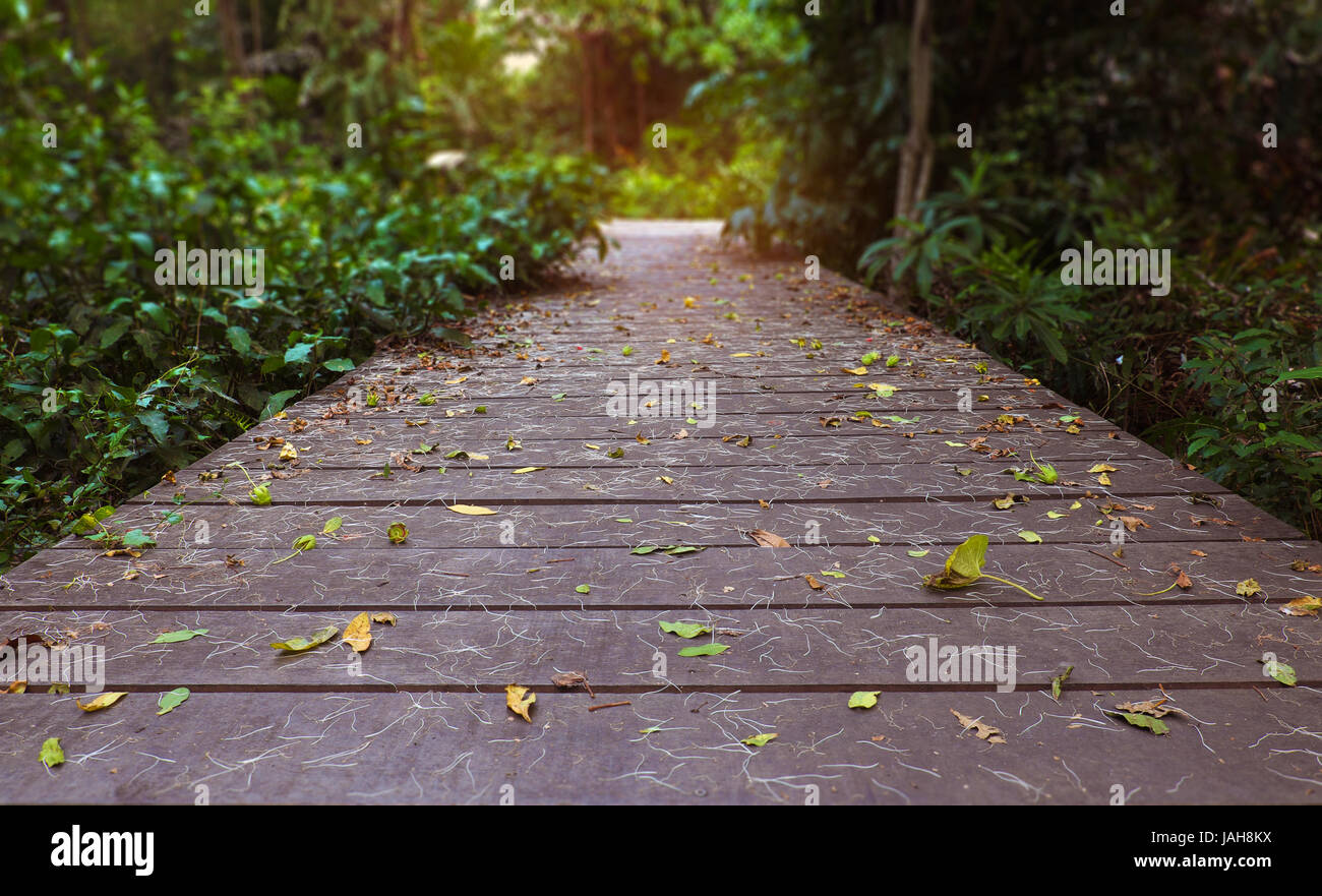 Wooden bridge between the line of tree in forest Stock Photo - Alamy