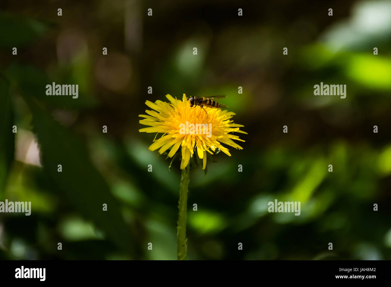 Bug on dandelion hi-res stock photography and images - Alamy