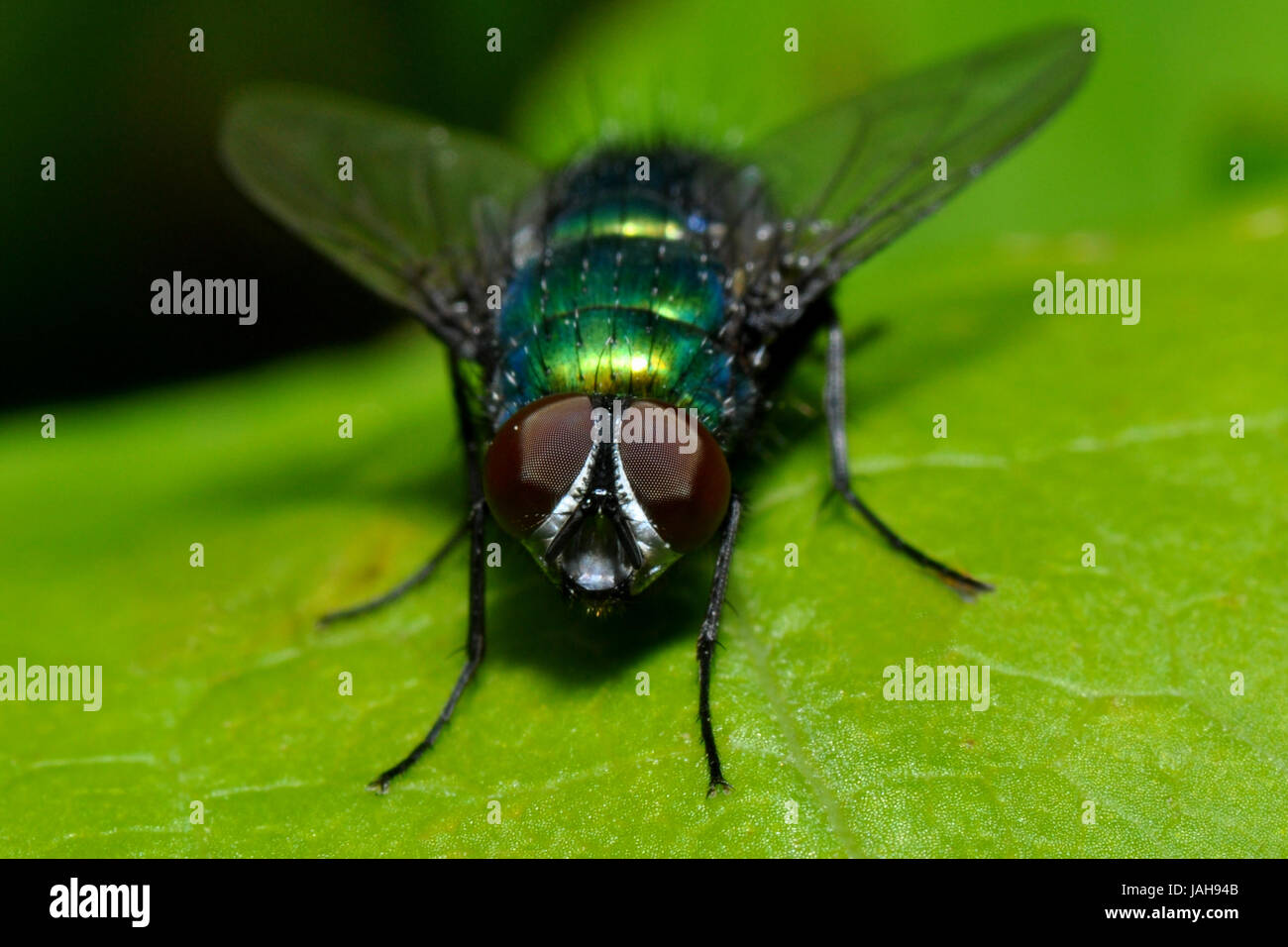 blowfly on leaf Stock Photo - Alamy