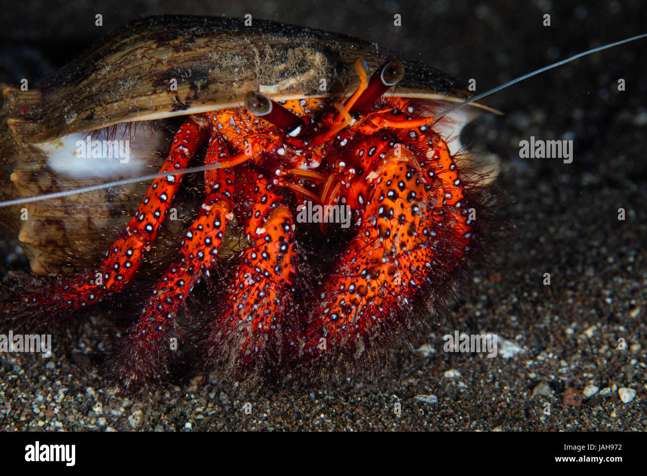 Red reef crab hi-res stock photography and images - Alamy