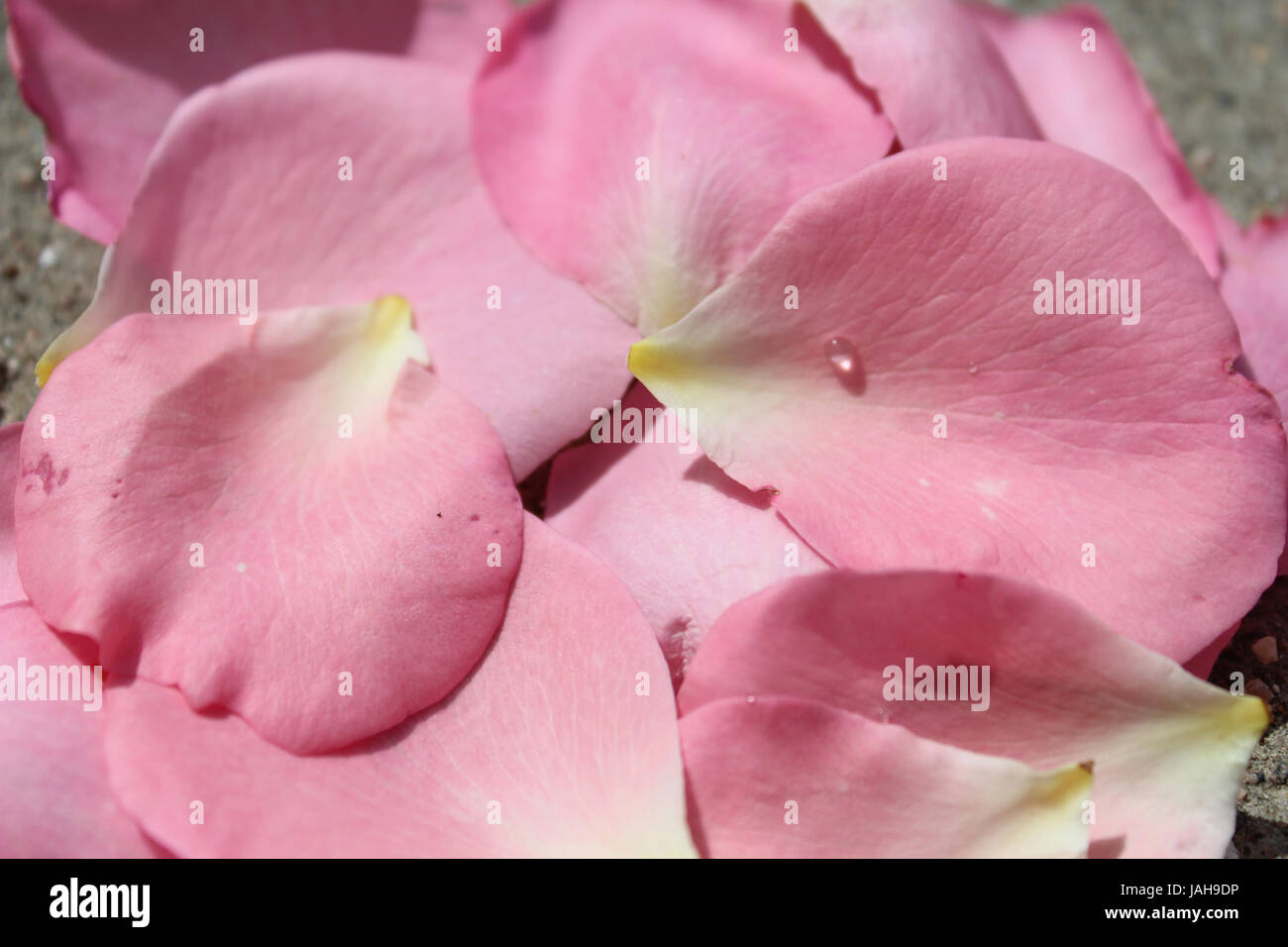 Beautiful pink rose petals Stock Photo - Alamy