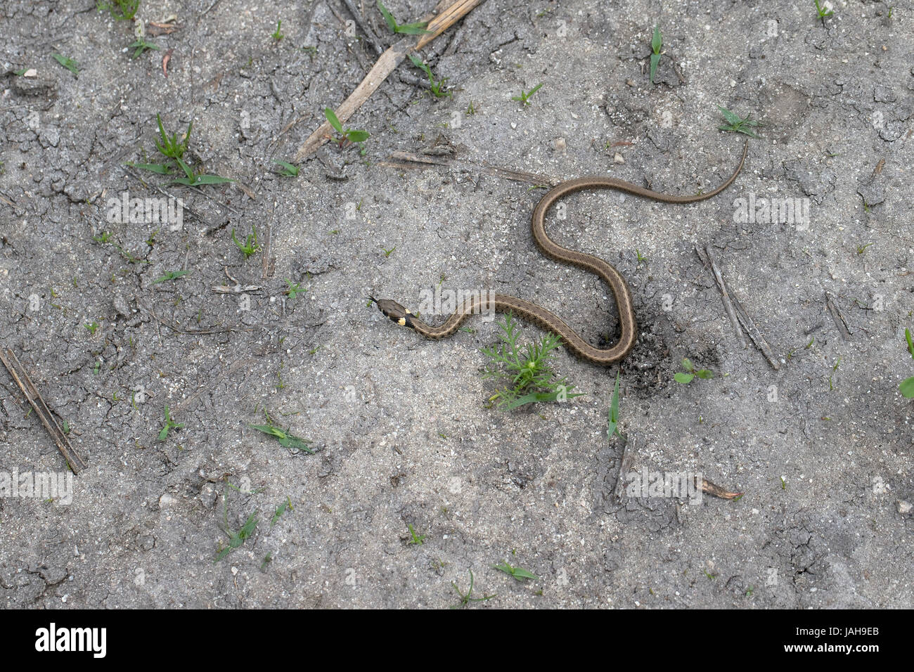 Grass Snake Snakes (Natrix natrix) juvenile slithering Stock Photo - Alamy