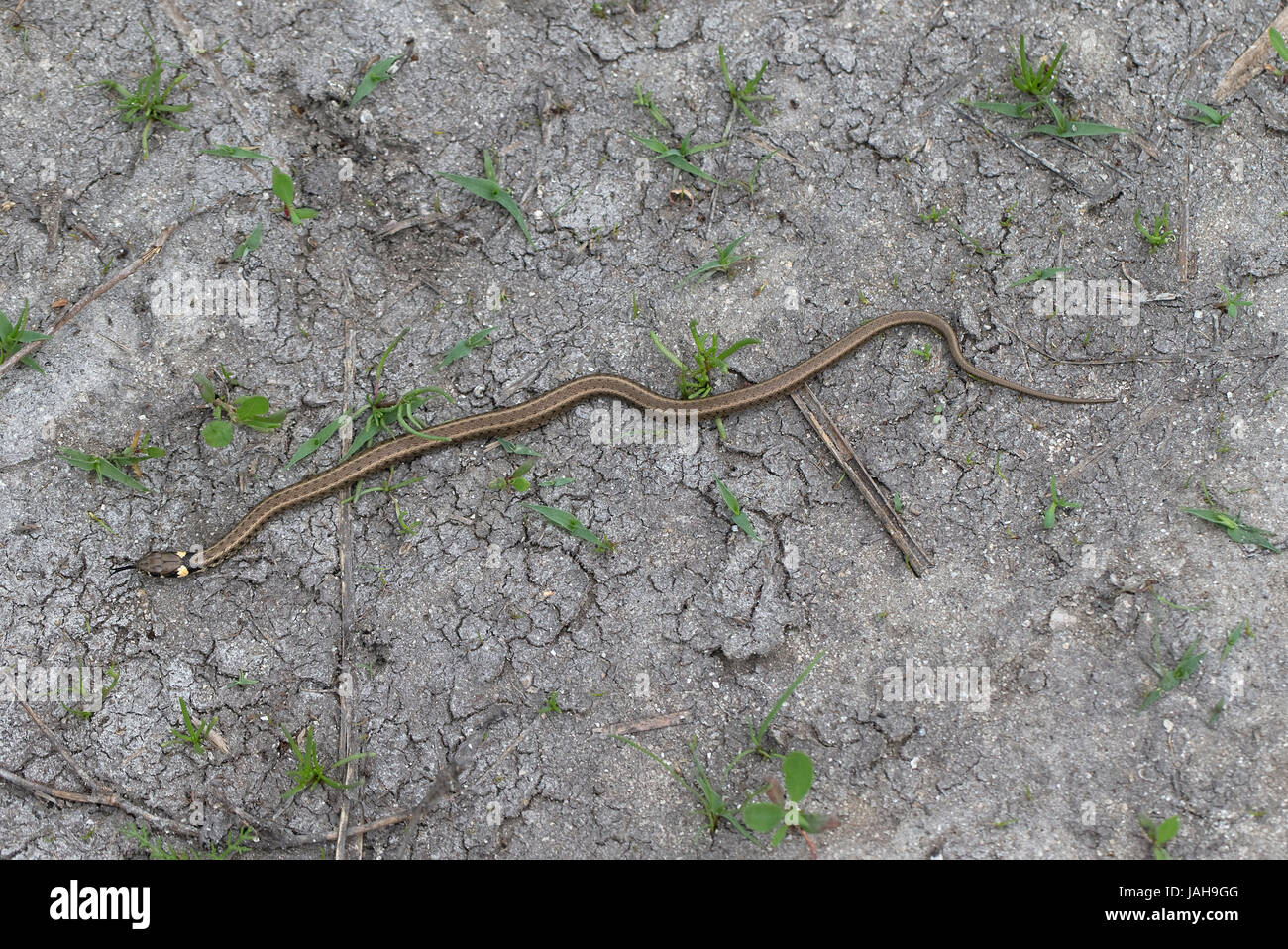 Slither slithers slithering hi-res stock photography and images - Alamy